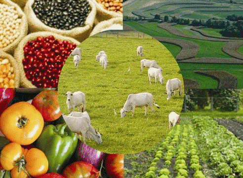 O espaço rural brasileiro e suas características - Geografia Enem