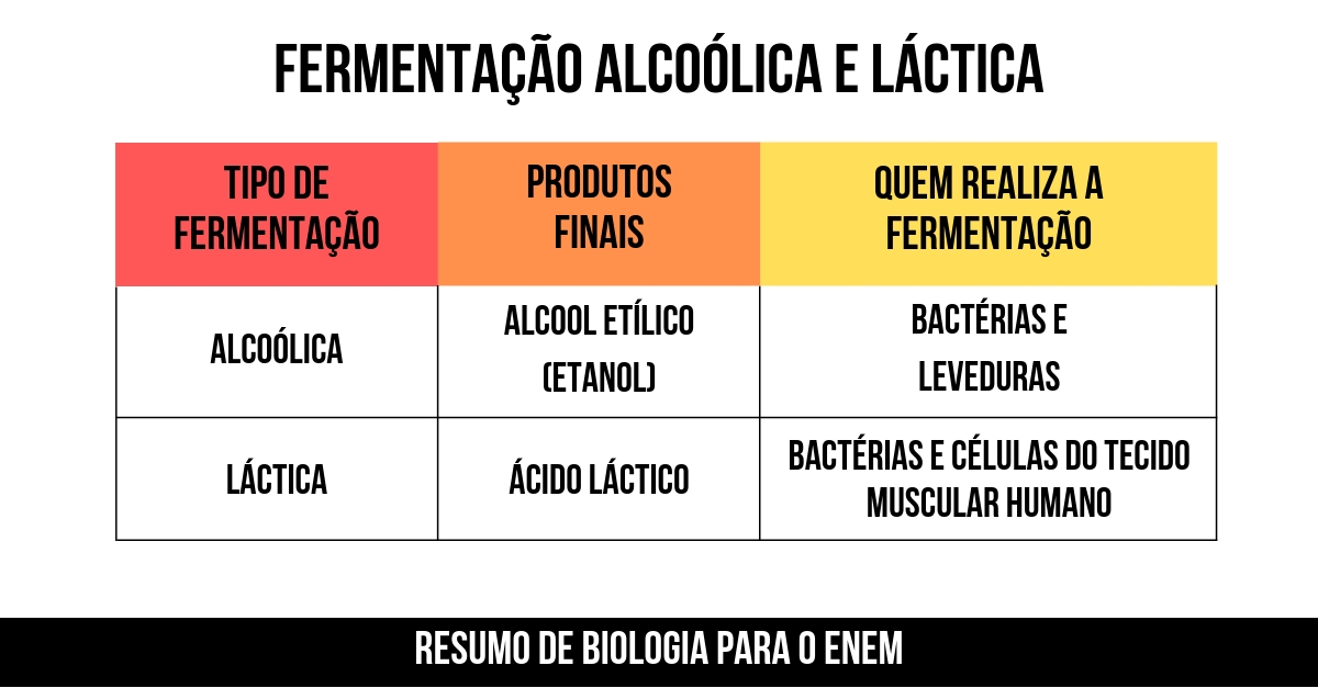Fermentação alcoólica e láctica - Resumo de Biologia para o Enem