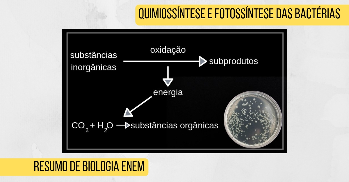 Quimiossíntese e fotossíntese bacteriana - Resumo de Biologia Enem
