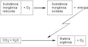 Quimiossíntese e fotossíntese bacteriana: resumo de biologia - Resumo ...